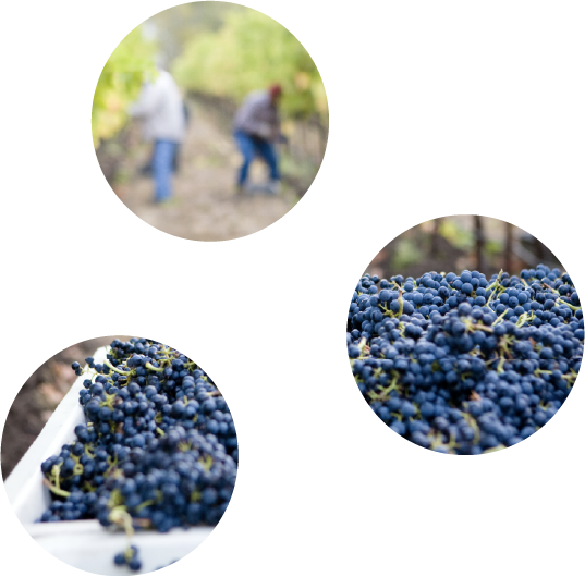 The world of Naturalia - Naturalia